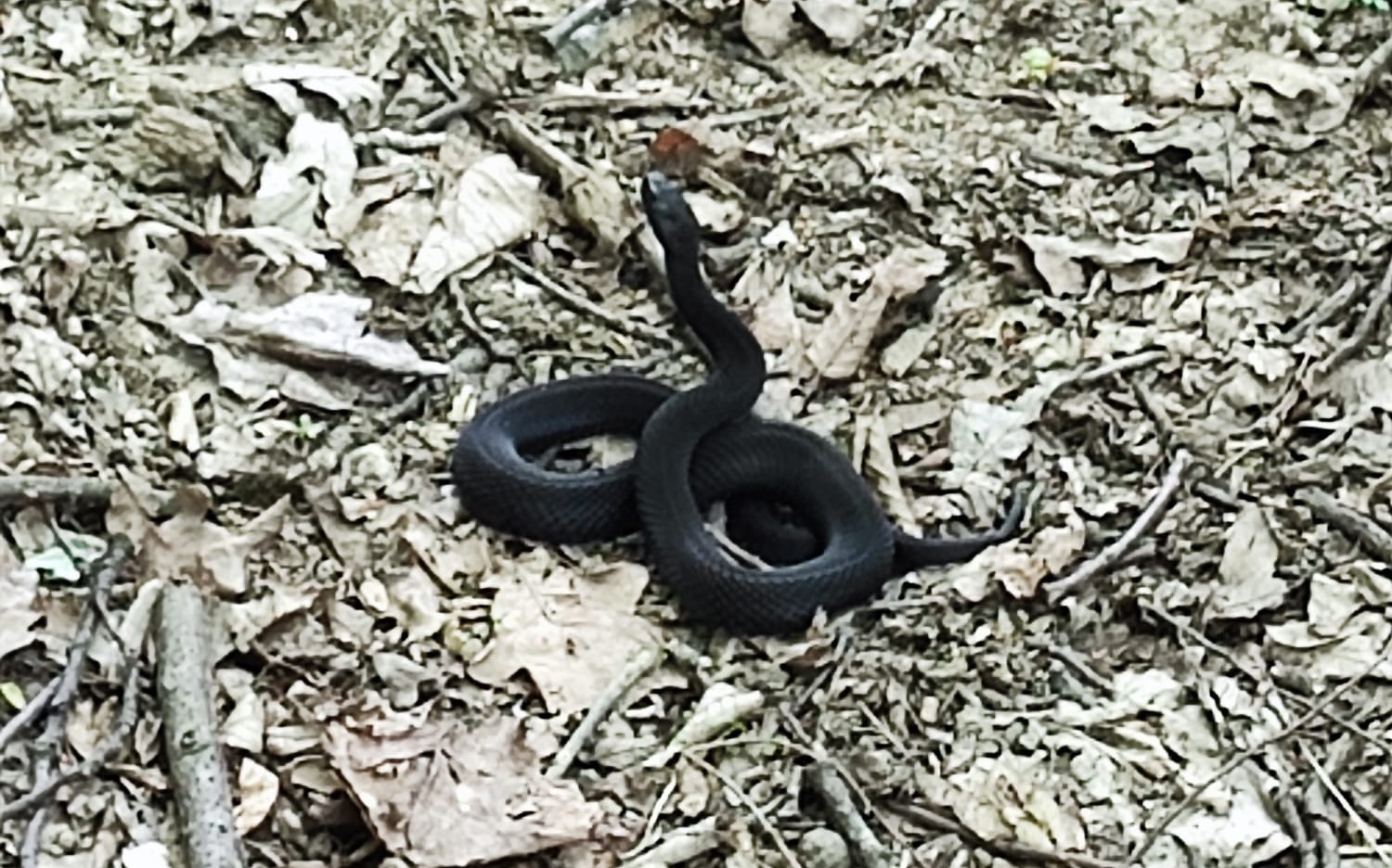 Dacă vă plimbați prin pădurea Bârnova vă puteți întâlni cu vipera ...