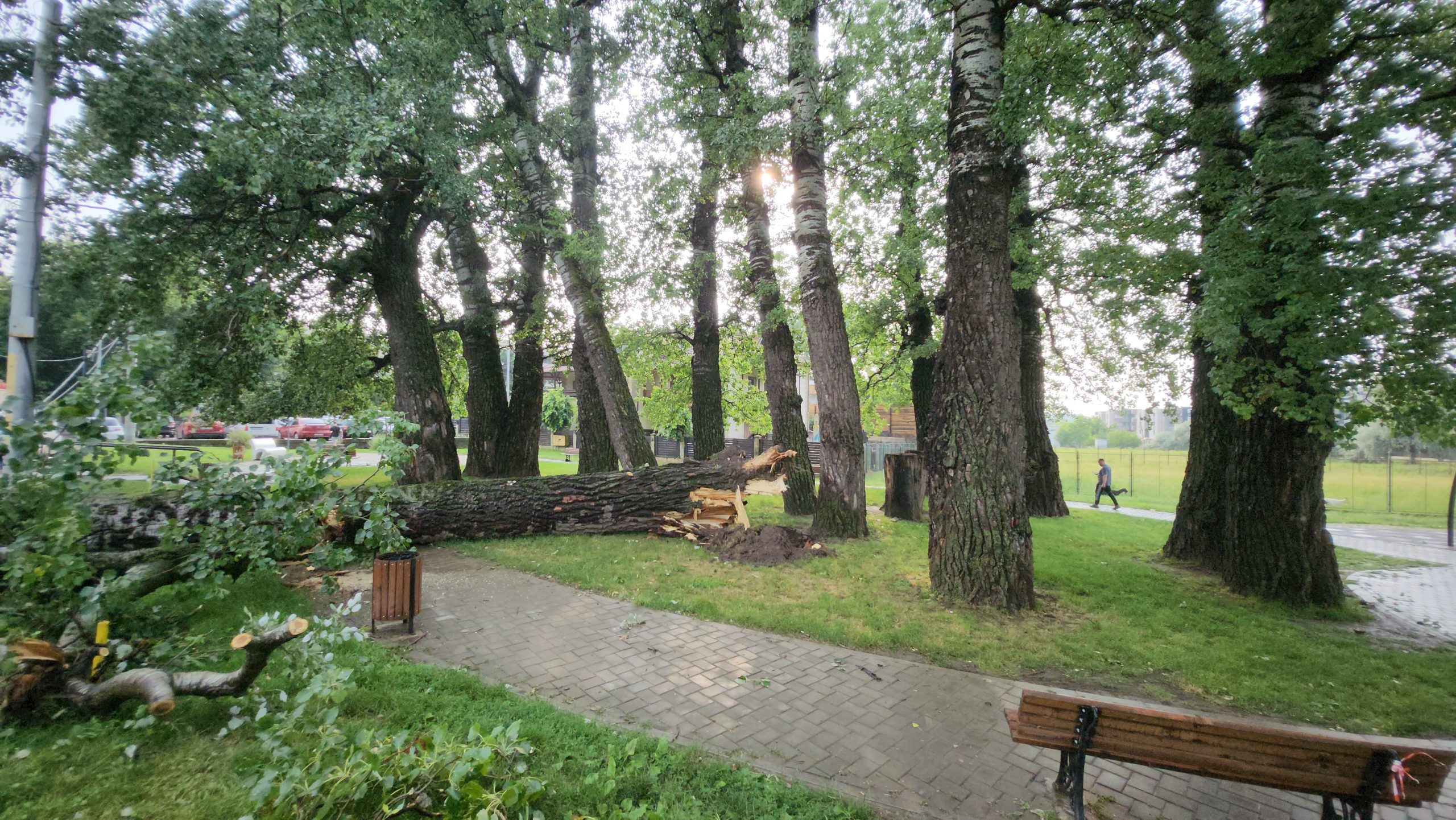 „Cu drujba” în Plopii fără soț: Primăria Iași taie din arborii-simbol ...